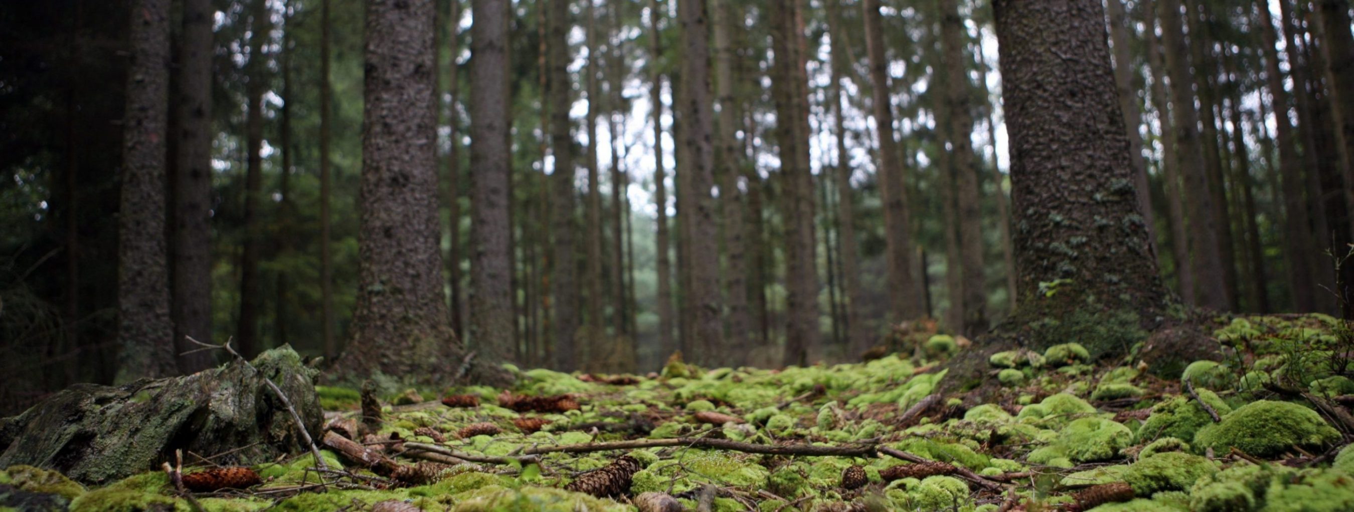 The value chain for biomethane from the forest industry | f3 centre