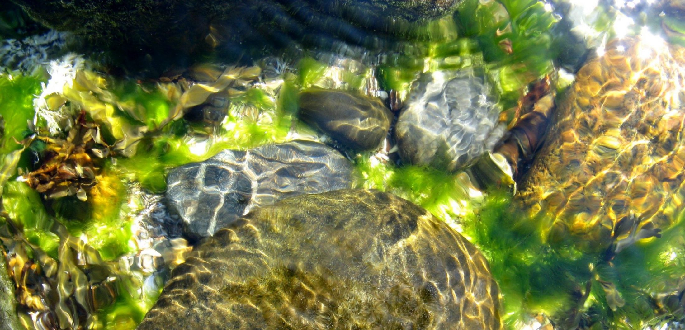 Marine feedstock based biofuels and ecosystem services | f3 centre