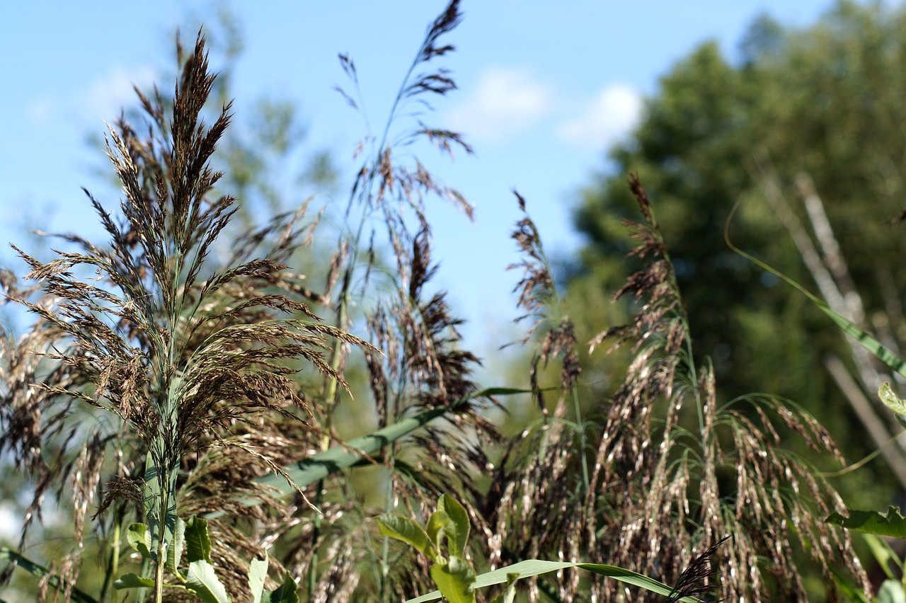 Energy crops from agriculture | f3 centre
